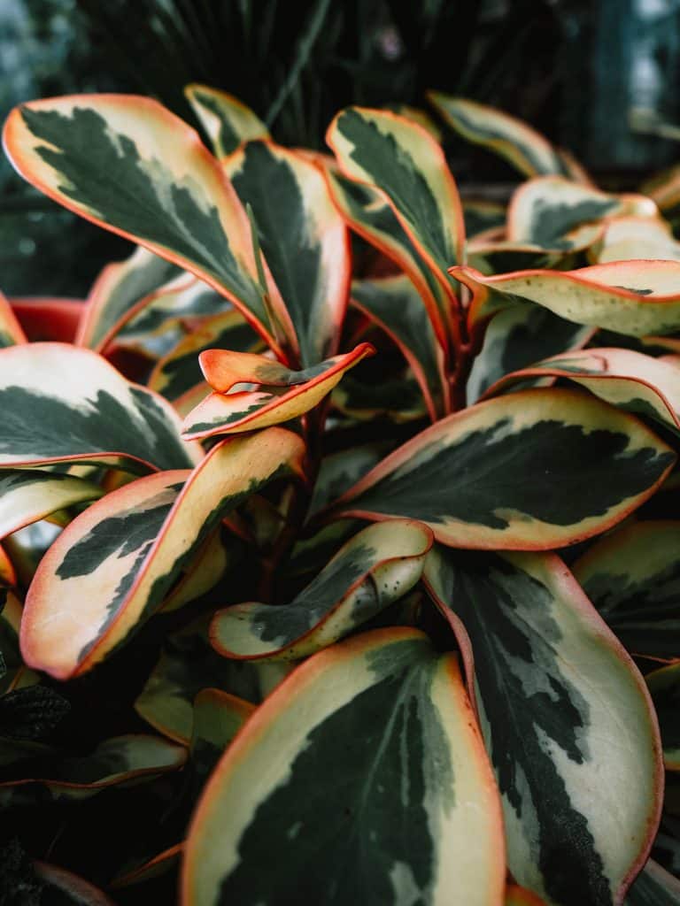 Beginner's Guide to Baby Rubber Plant Care (Peperomia Obtusifolia ...