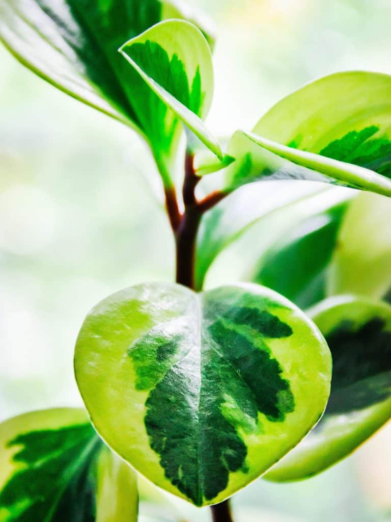 Beginner's Guide to Baby Rubber Plant Care (Peperomia Obtusifolia ...