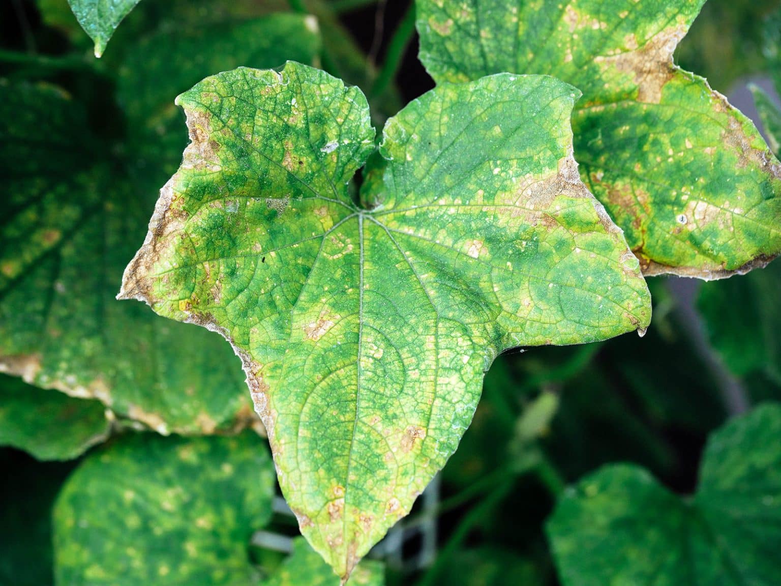 7 Easiest Ways to Control Spider Mites (and Keep Them Away) - Garden Betty