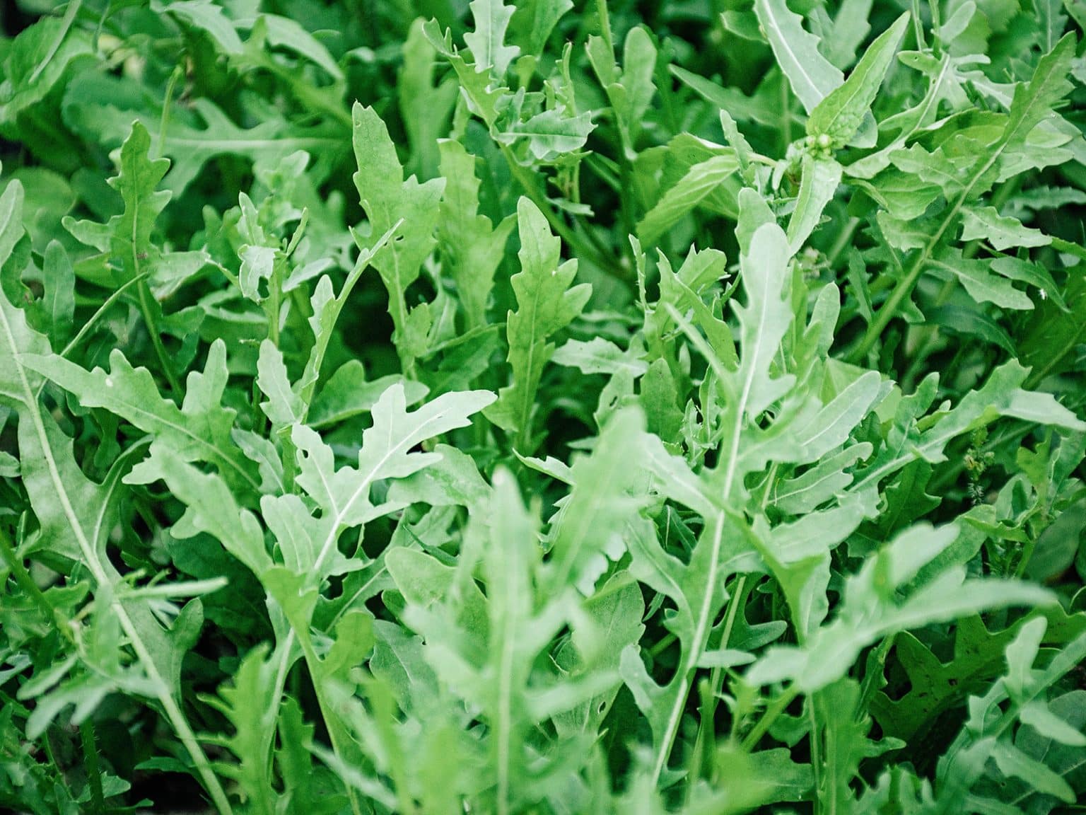 What I Always Plant Midsummer for an Epic Fall Harvest - Garden Betty