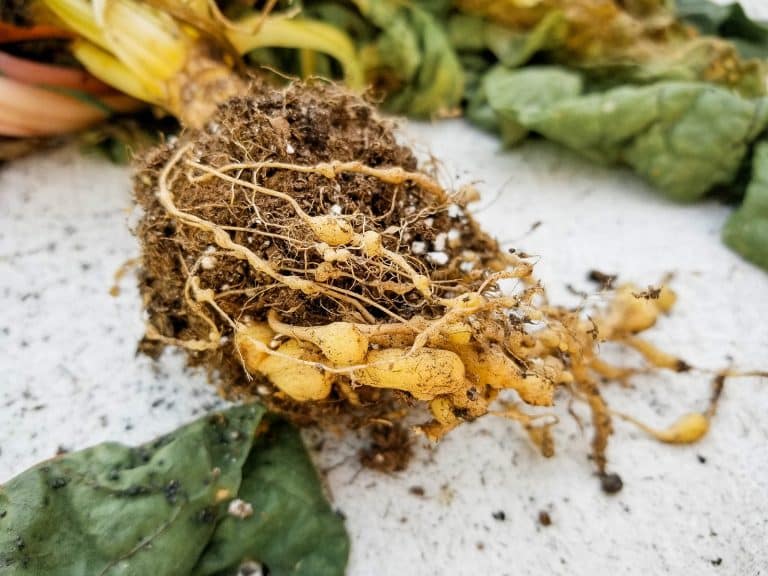 How to Control Root-Knot Nematodes Organically - Garden Betty