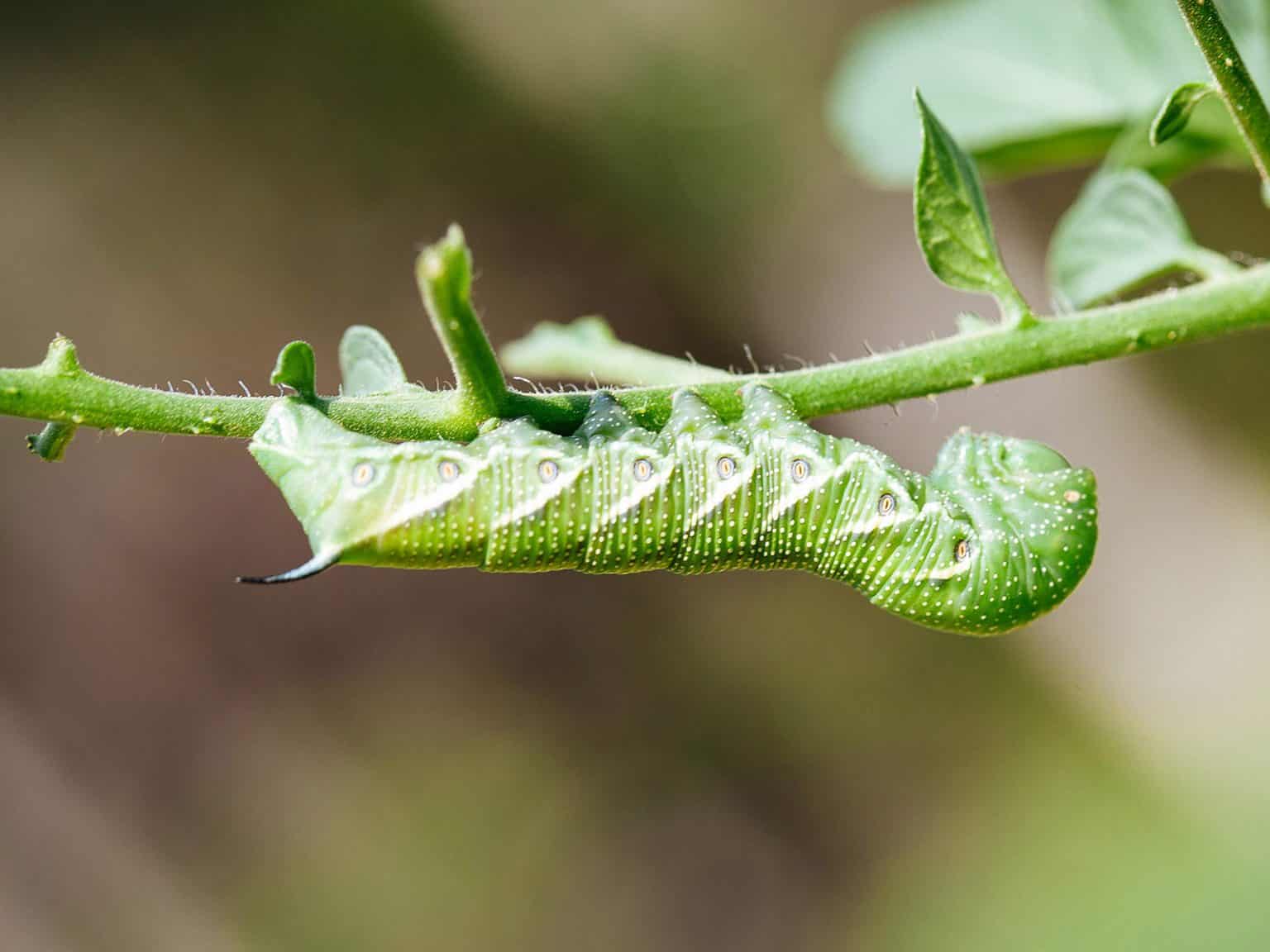 4 Natural Ways to Get Rid of Tomato Hornworms (For Good) - Garden Betty