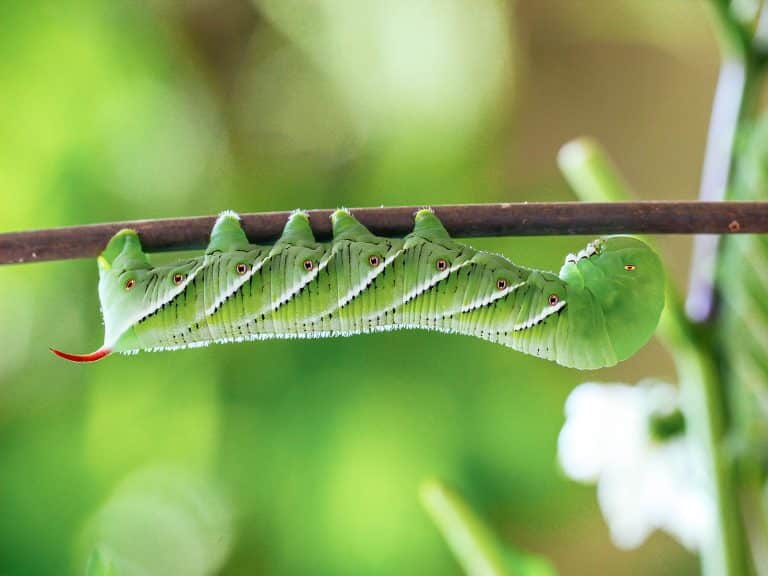 4 Natural Ways to Get Rid of Tomato Hornworms (For Good) - Garden Betty