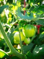 Tomatoes Not Turning Red? 4 Reasons Why and What To Do – Garden Betty