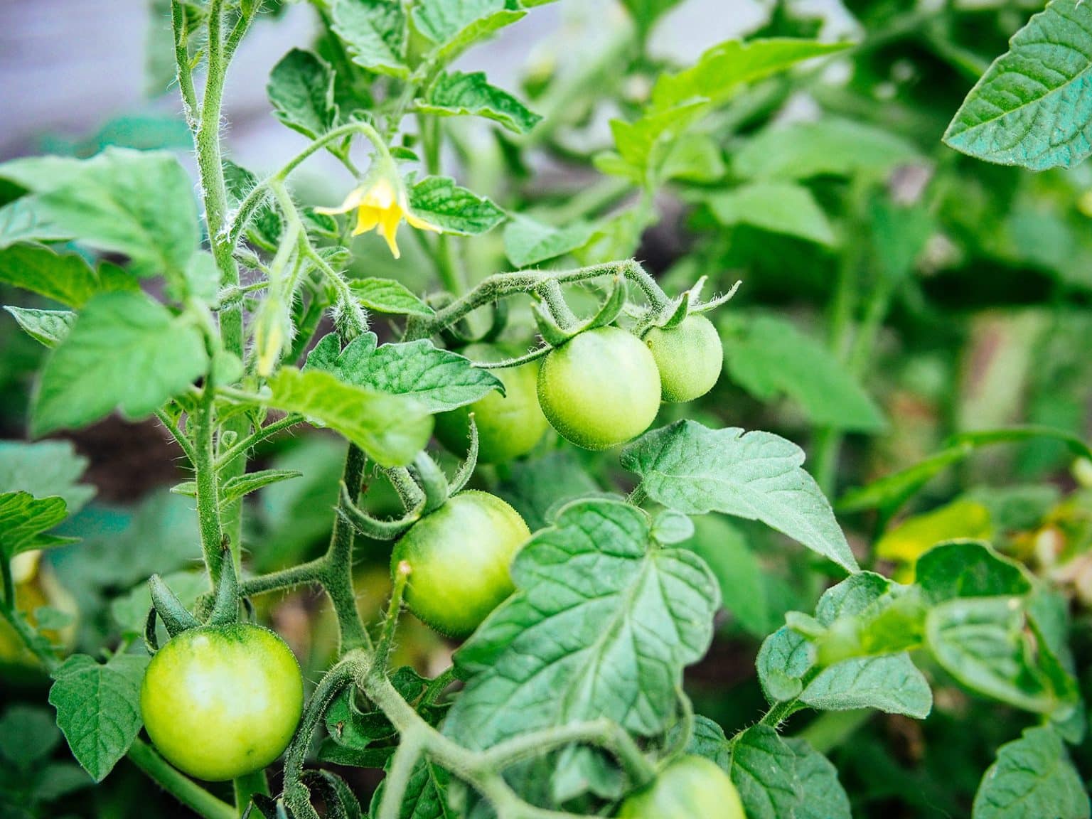 Tomatoes Not Turning Red? 4 Reasons Why and What To Do – Garden Betty