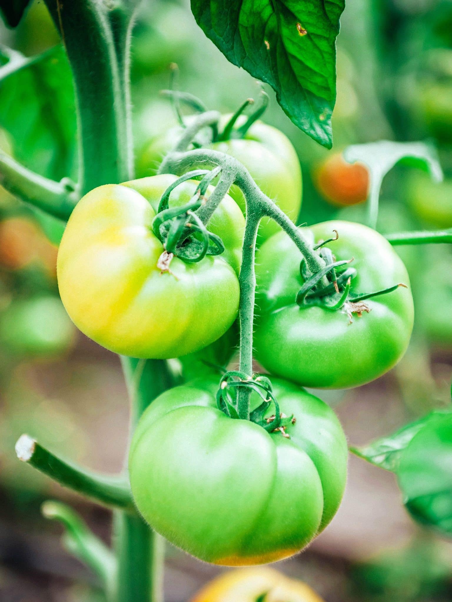 Tomatoes Not Turning Red? 4 Reasons Why and What To Do - Garden Betty