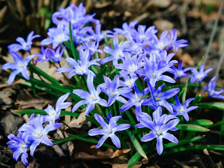 5 Super Early-Blooming Bulbs That Don’t Care If It’s Still Winter ...