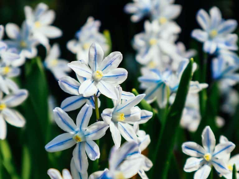 5 Super Early-Blooming Bulbs That Don’t Care If It’s Still Winter – Garden Betty