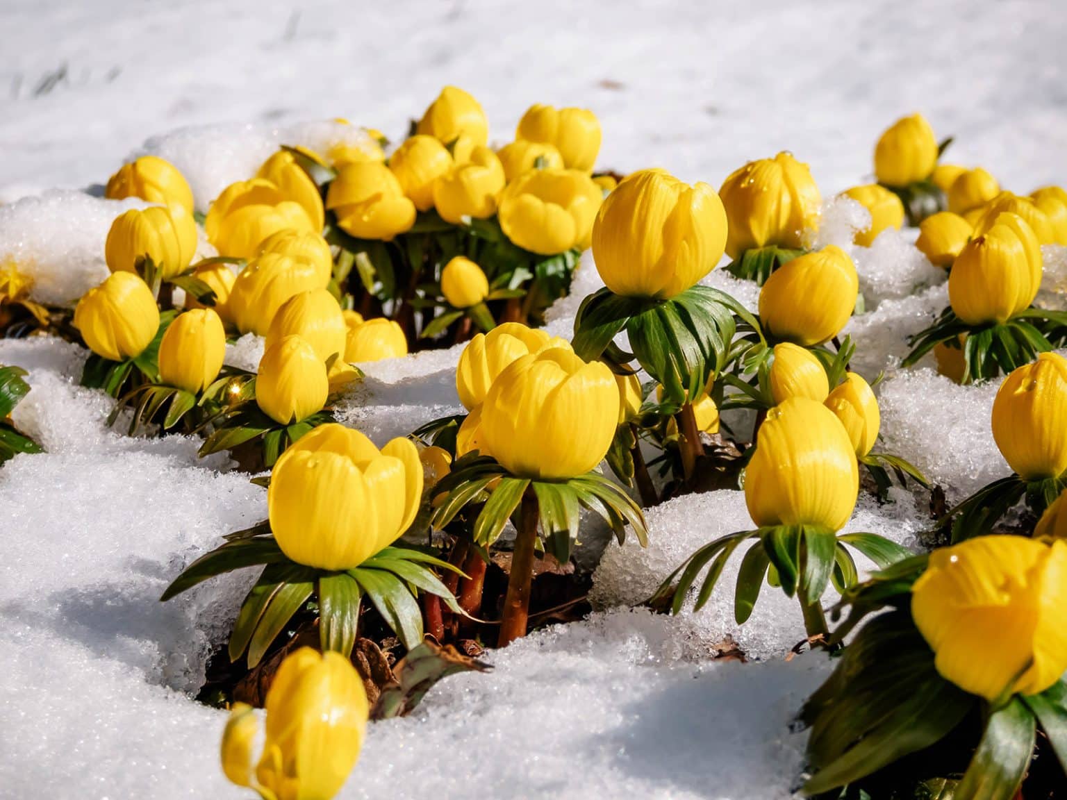 5 Super Early-Blooming Bulbs That Don't Care If It's Still Winter ...