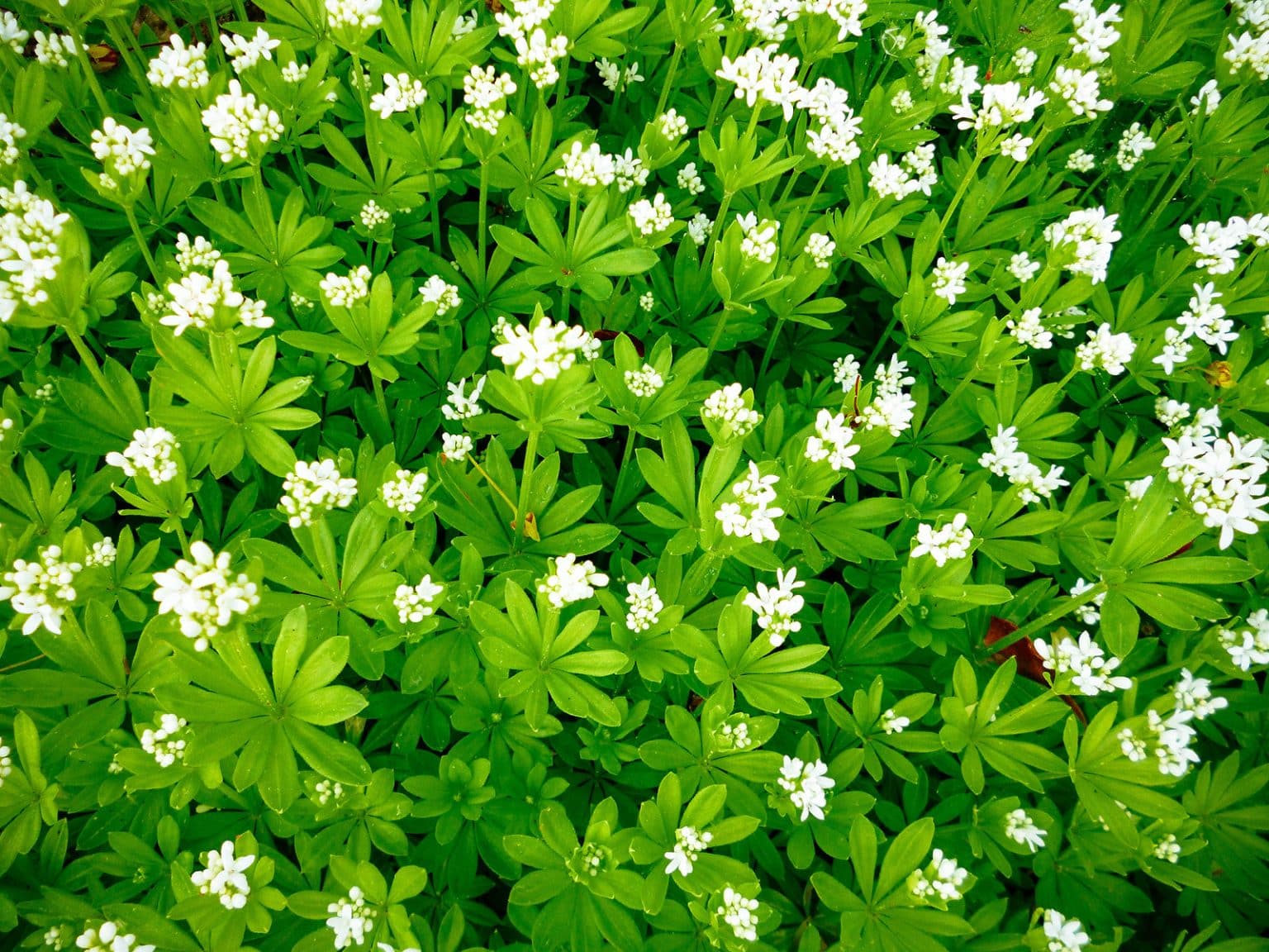 21 Perennial Ground Covers for Shade Gardens (In Every Climate ...