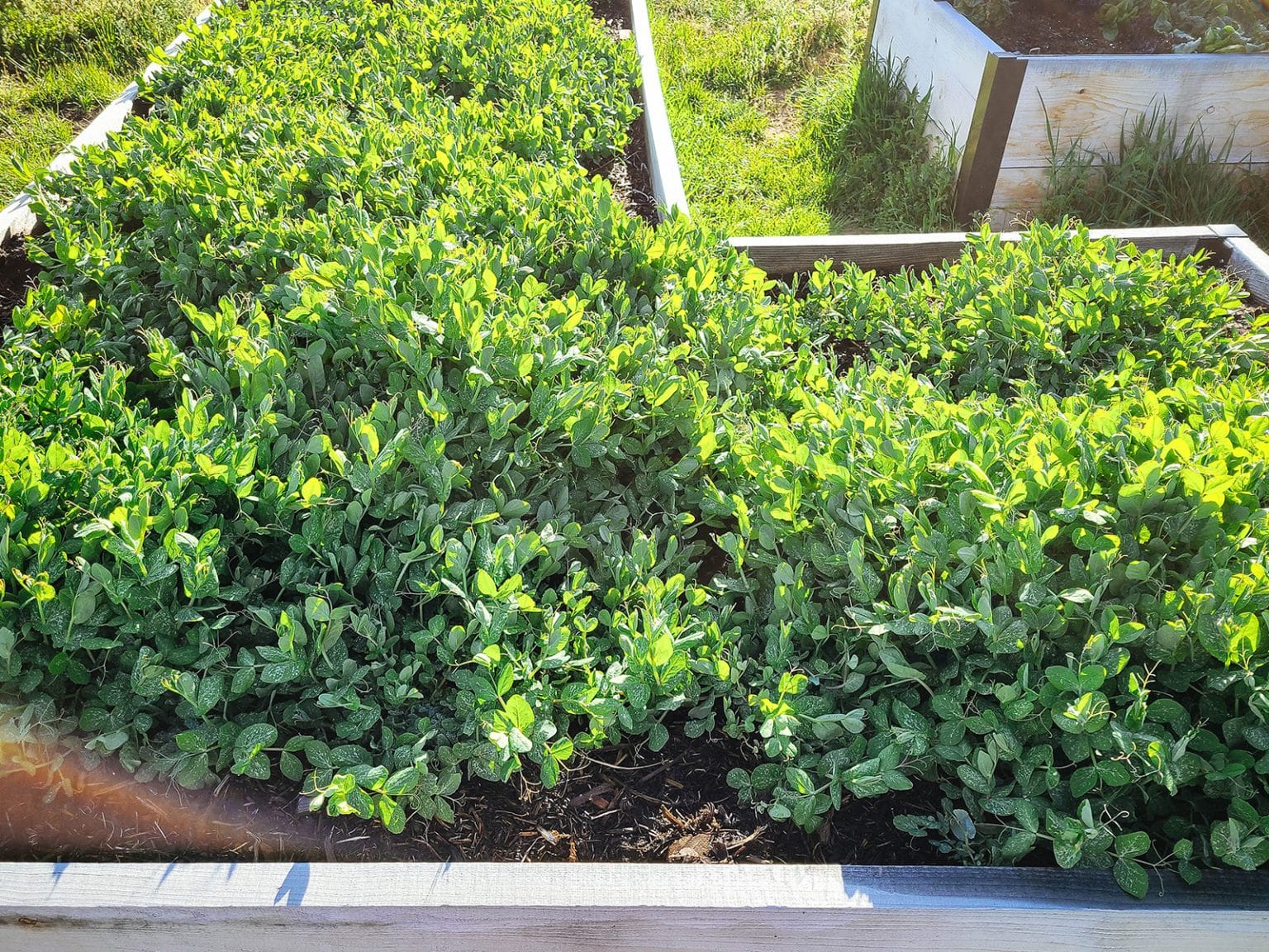 7 Edible Cover Crops That Provide Food While Building Your Soil ...