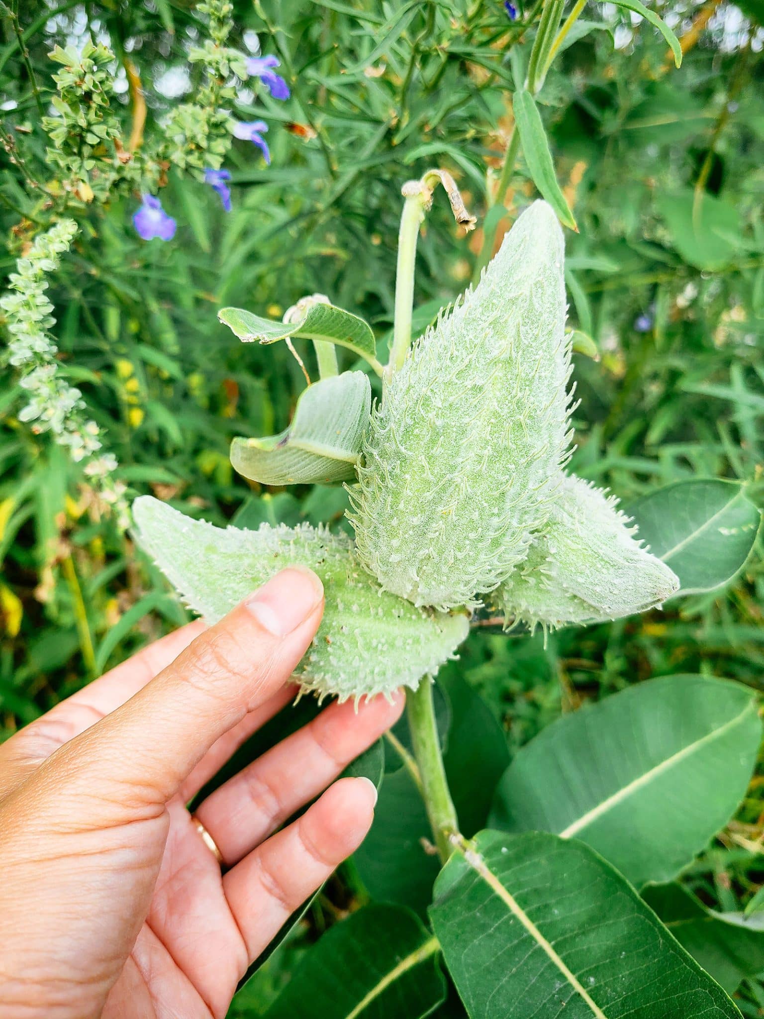 How to Harvest Milkweed Seeds and Remove the Fluff (In 10 Seconds ...