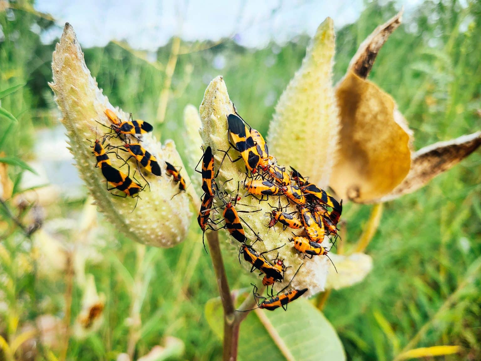 How to Harvest Milkweed Seeds and Remove the Fluff (In 10 Seconds ...