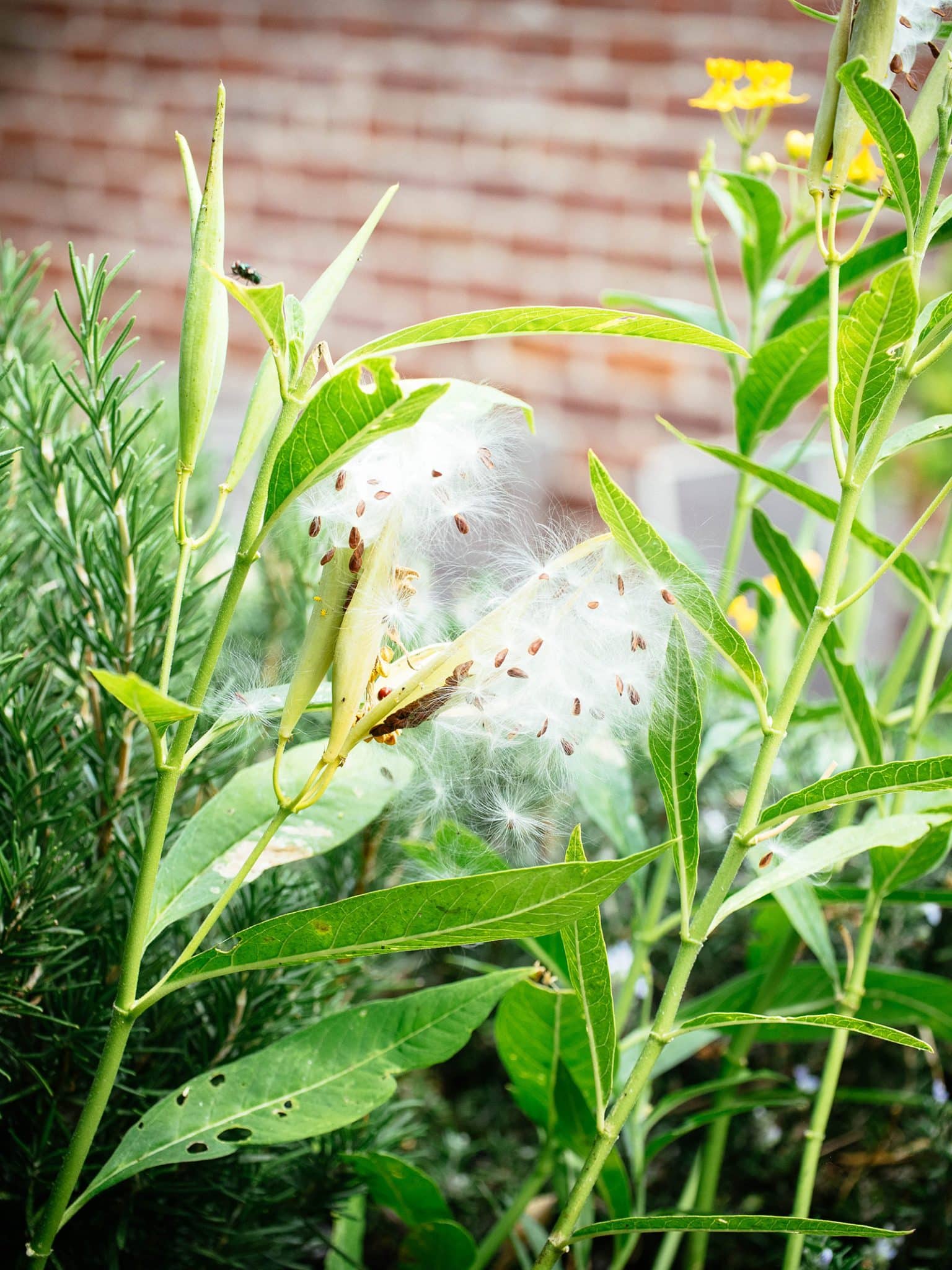 How to Harvest Milkweed Seeds and Remove the Fluff (In 10 Seconds ...