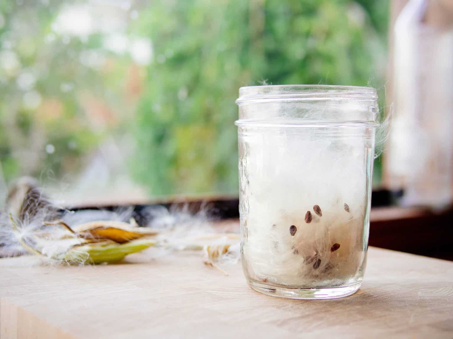 How to Harvest Milkweed Seeds and Remove the Fluff (In 10 Seconds ...