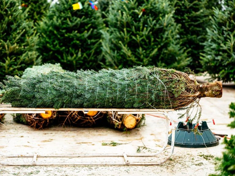 9 Proven Tips and Tricks to Make a Christmas Tree Last Longer - Garden ...