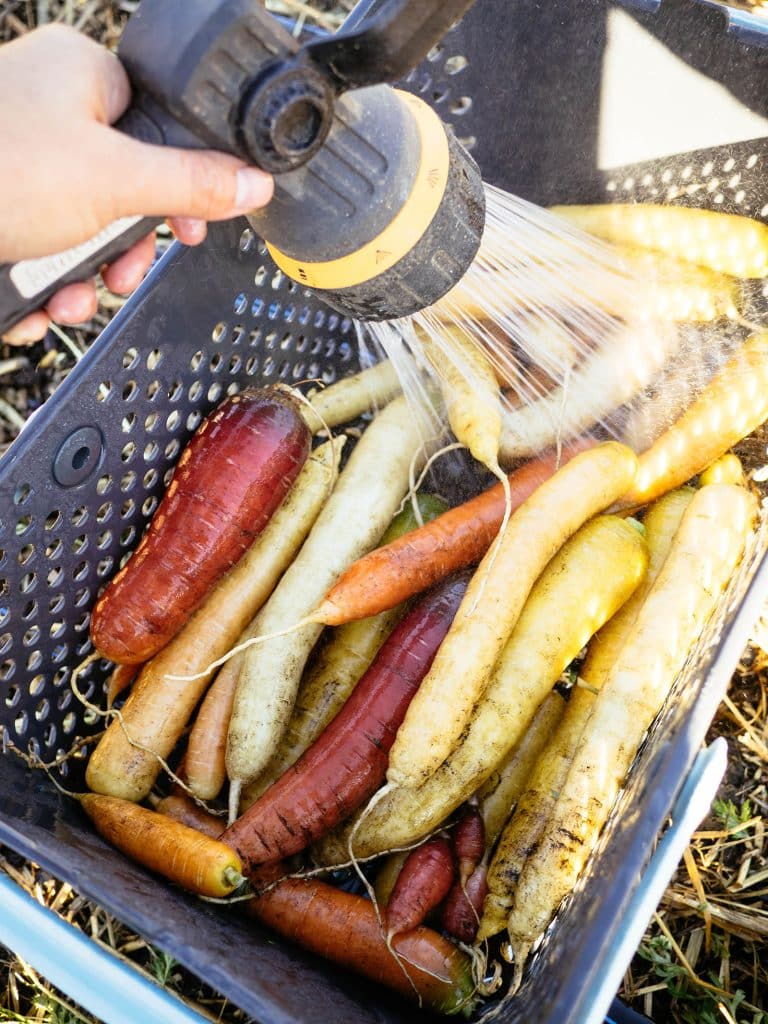 Absolute Easiest Way to Store Carrots For 6 Months (No Root Cellar ...