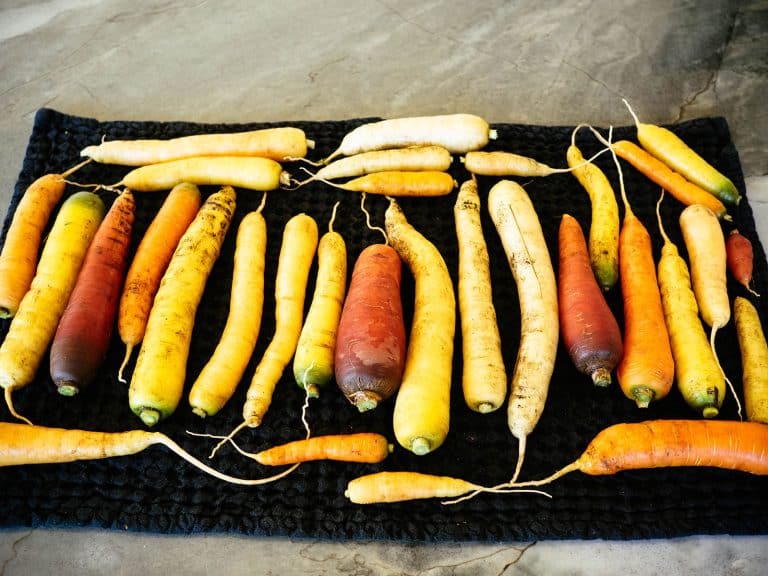 Absolute Easiest Way to Store Carrots For 6 Months (No Root Cellar ...