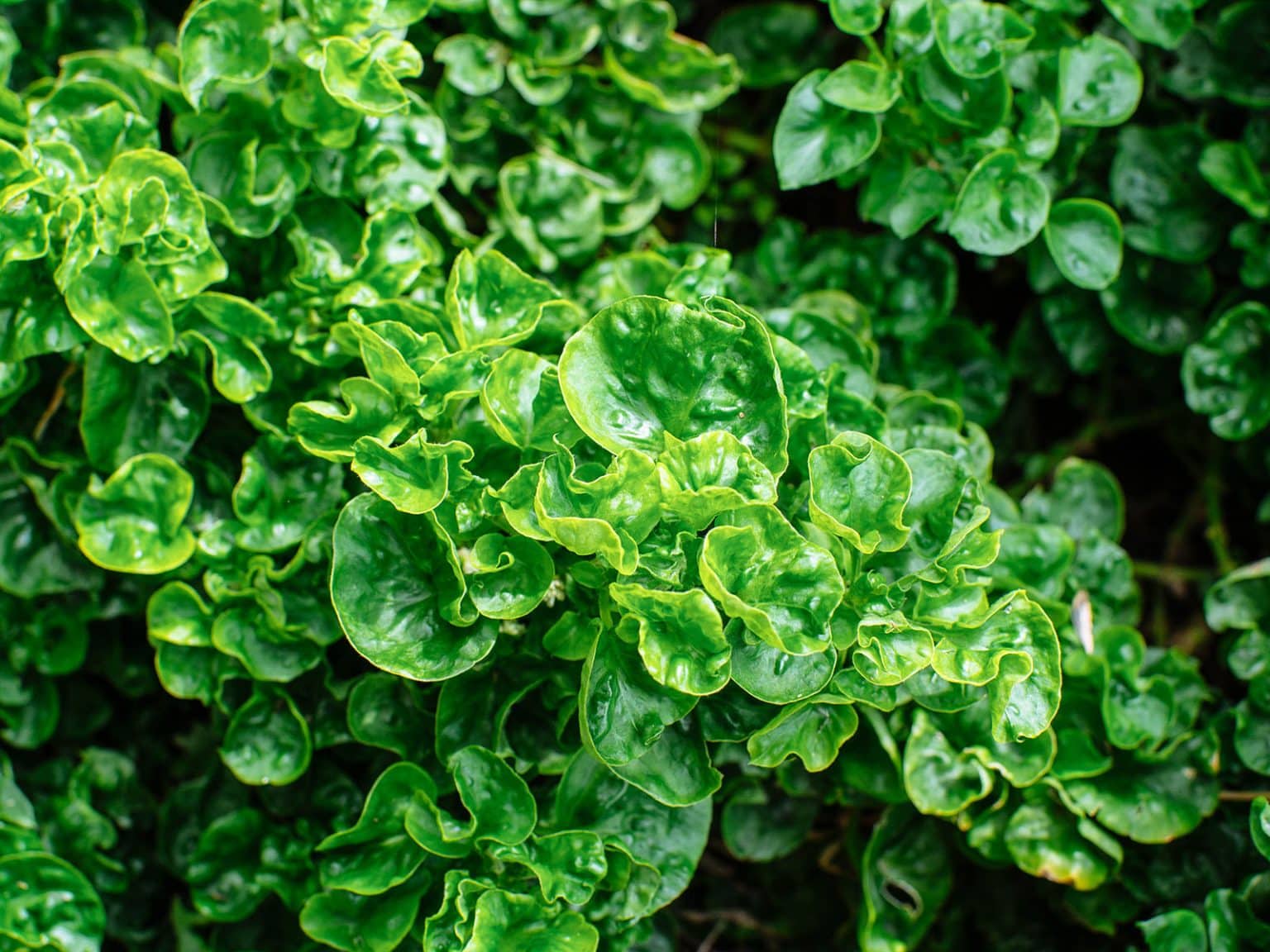 Are You Growing These Powerhouse Vegetables? - Garden Betty