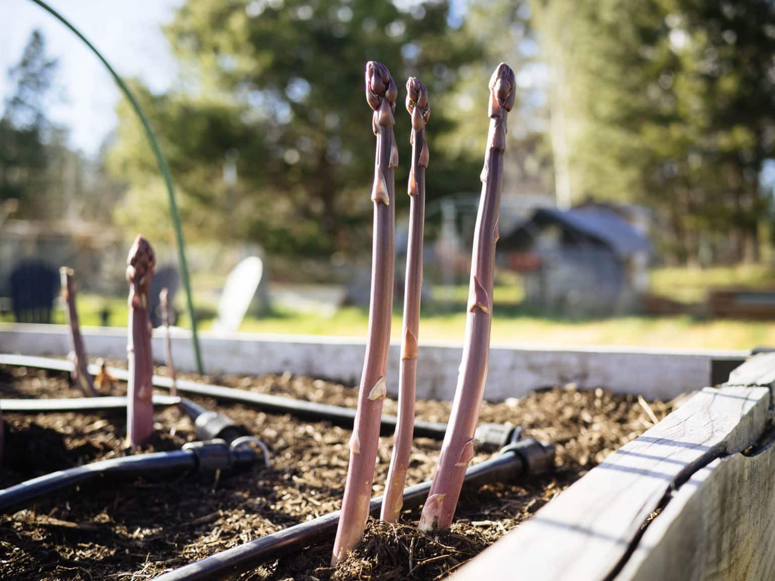 An Easier Way to Grow Asparagus: Raised Bed Planting – Garden Betty