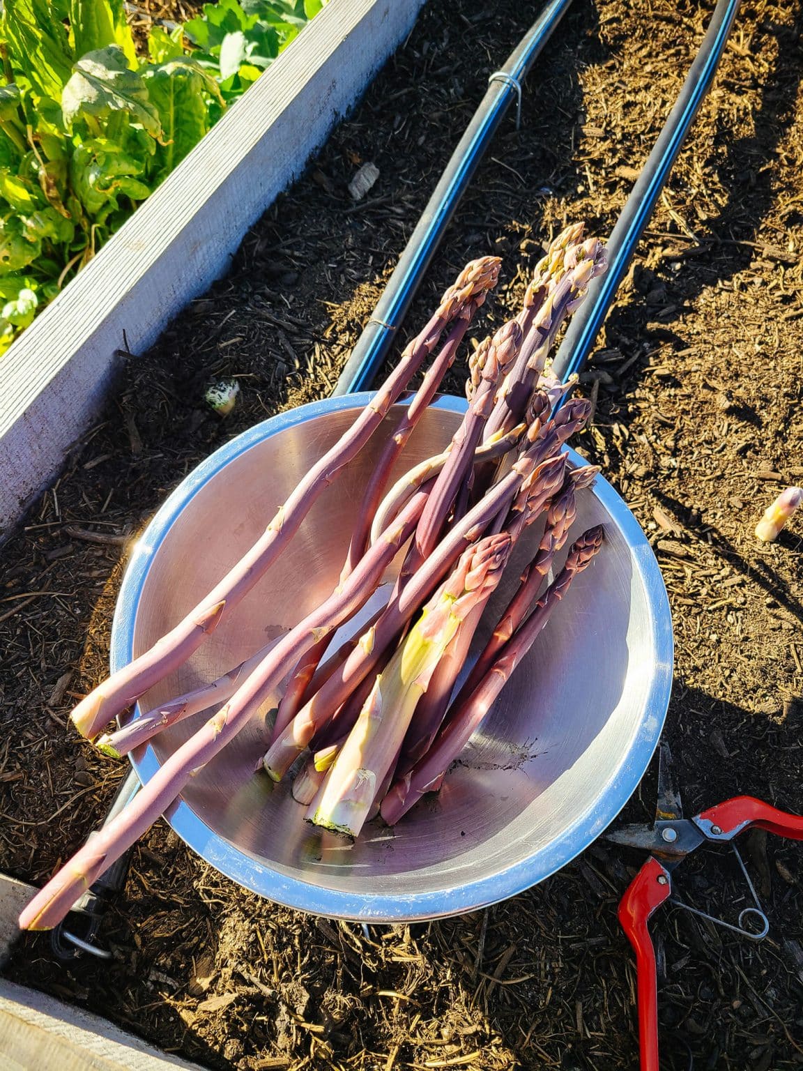 An Easier Way to Grow Asparagus: Raised Bed Planting – Garden Betty