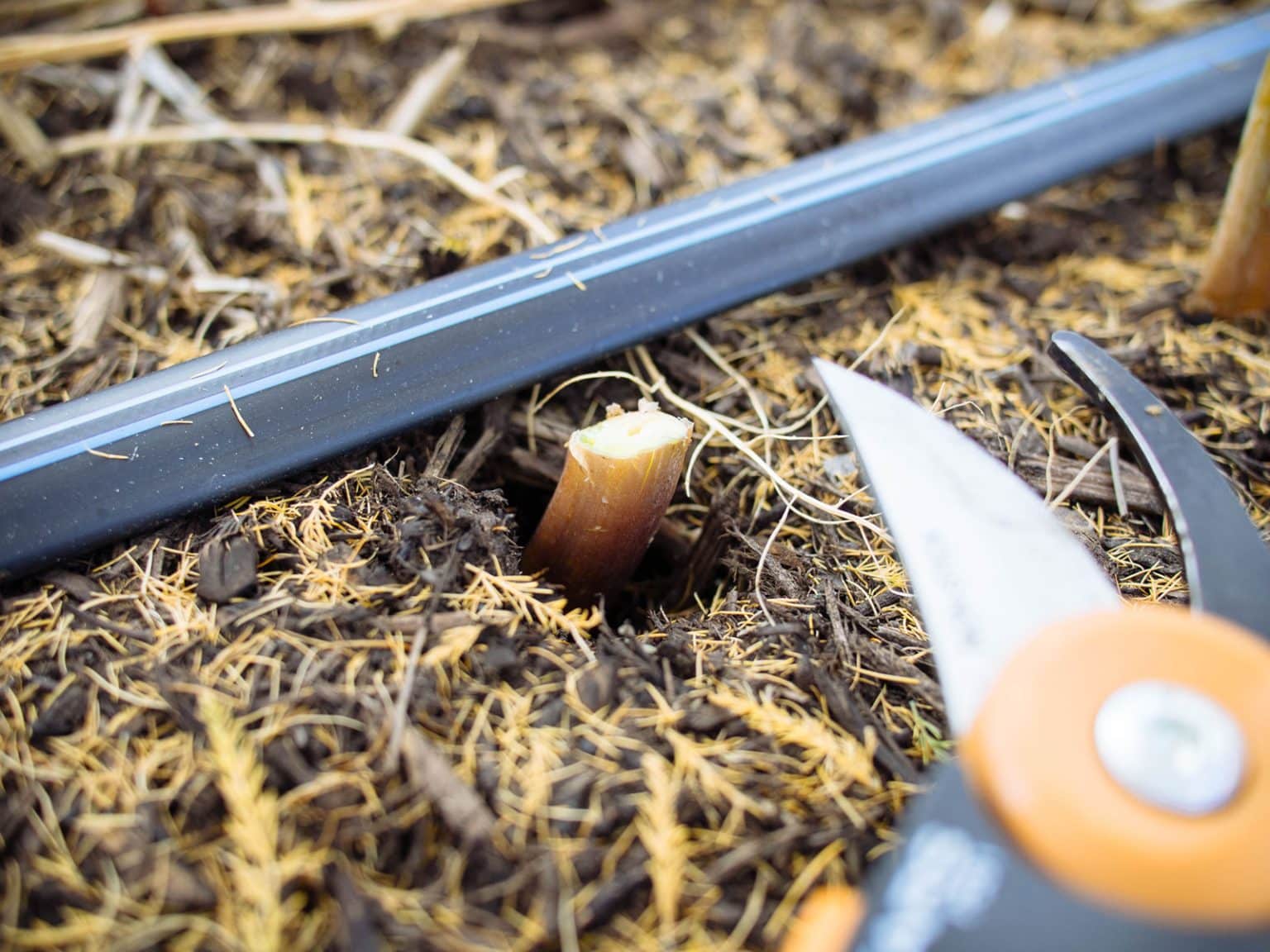 An Easier Way to Grow Asparagus: Raised Bed Planting – Garden Betty