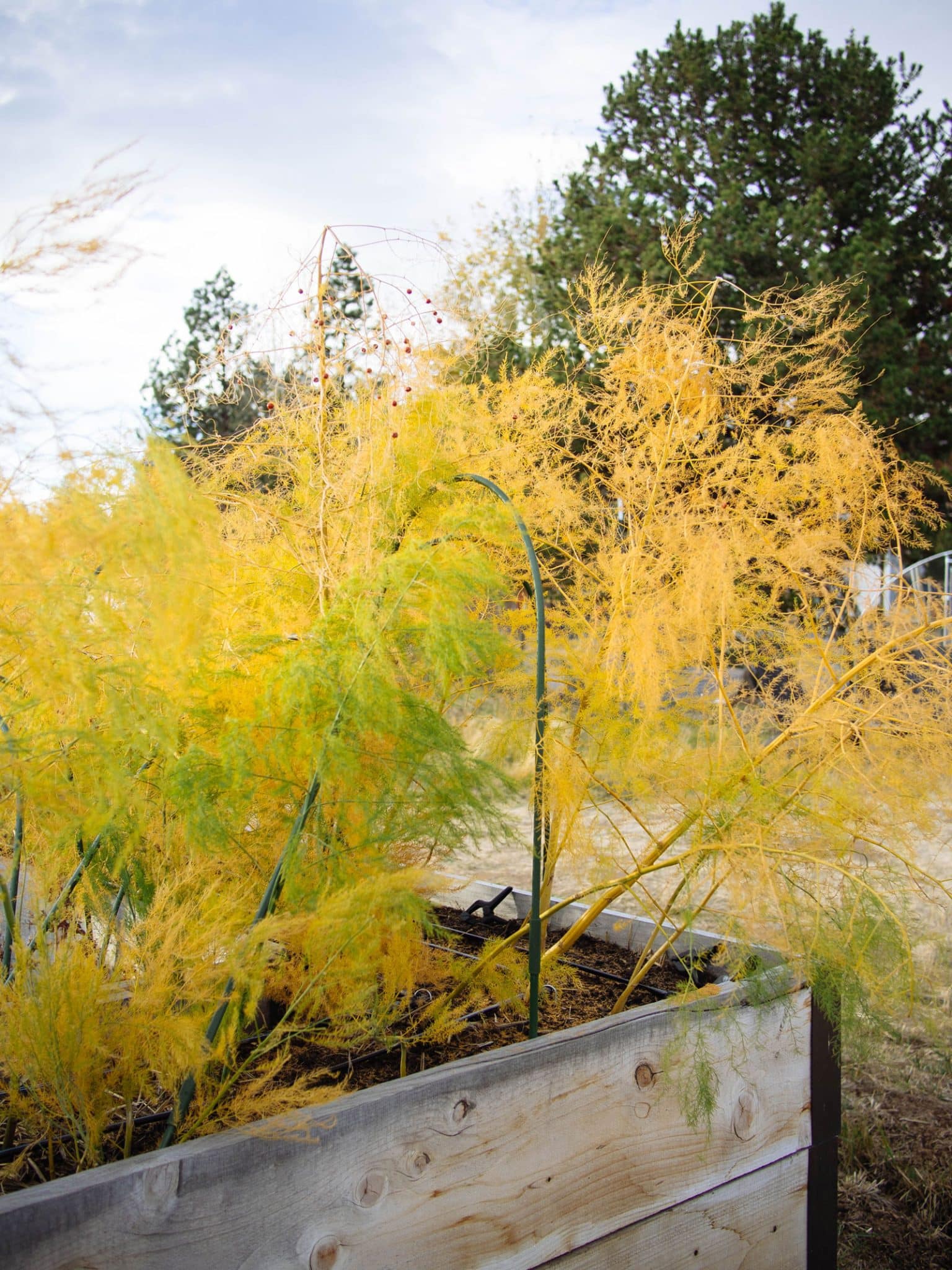 An Easier Way to Grow Asparagus: Raised Bed Planting – Garden Betty