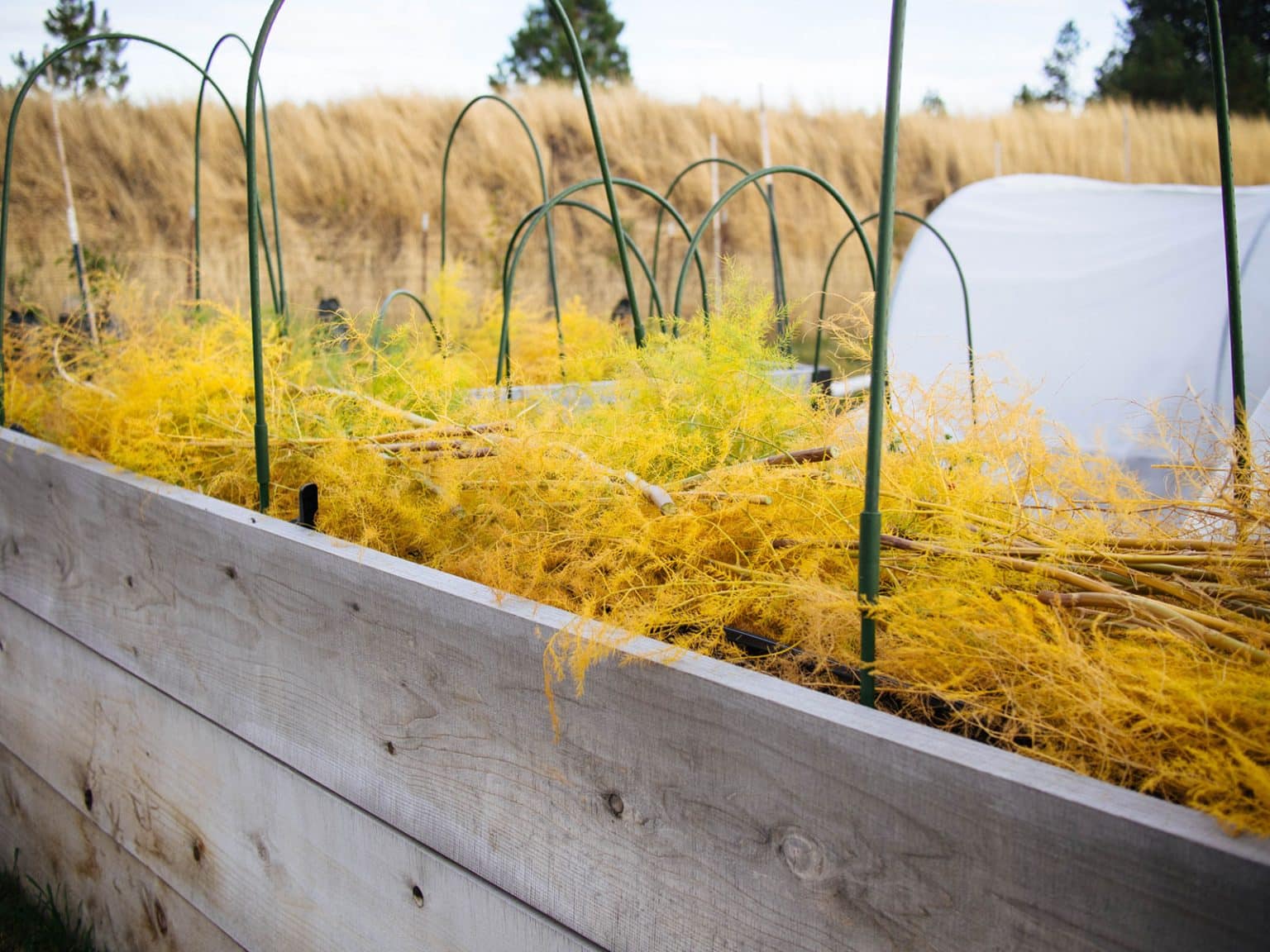 An Easier Way to Grow Asparagus: Raised Bed Planting – Garden Betty