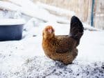 Why Chickens Go Broody—and What To Do About It - Garden Betty