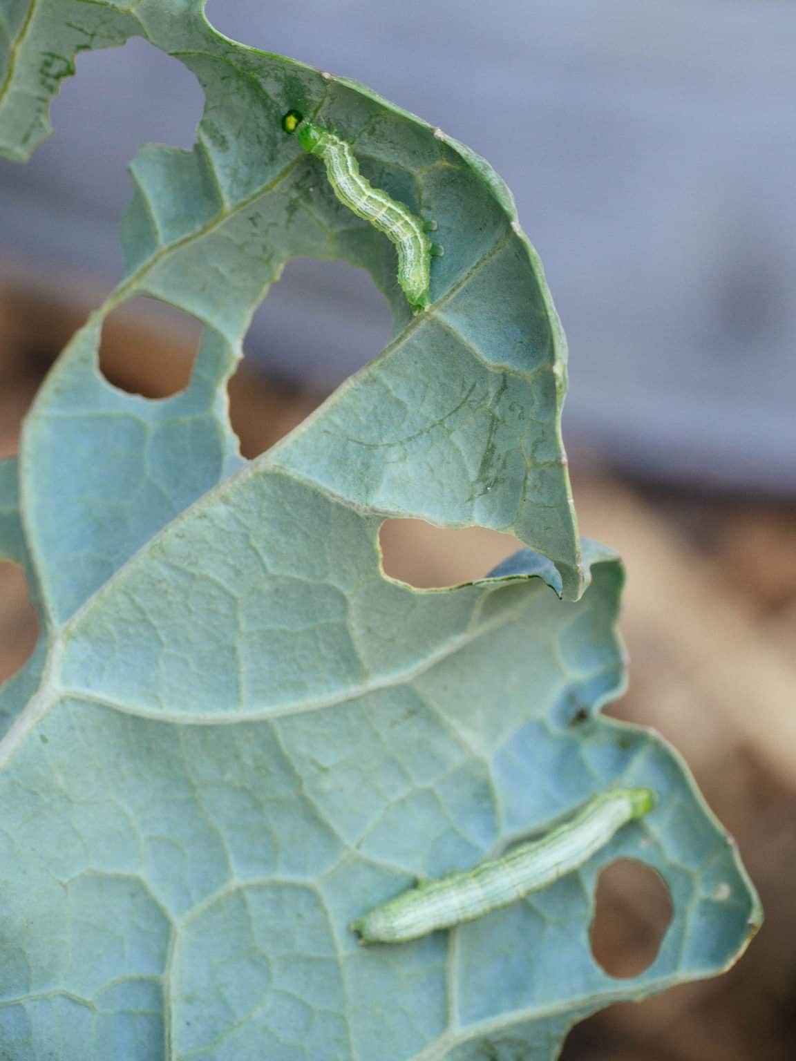 How to Keep Pests Away from the Cabbage Family (Without Sprays ...