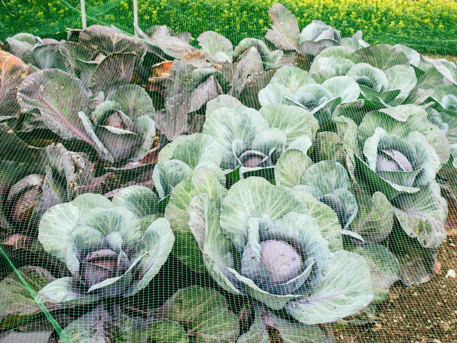 How to Keep Pests Away from the Cabbage Family (Without Sprays ...