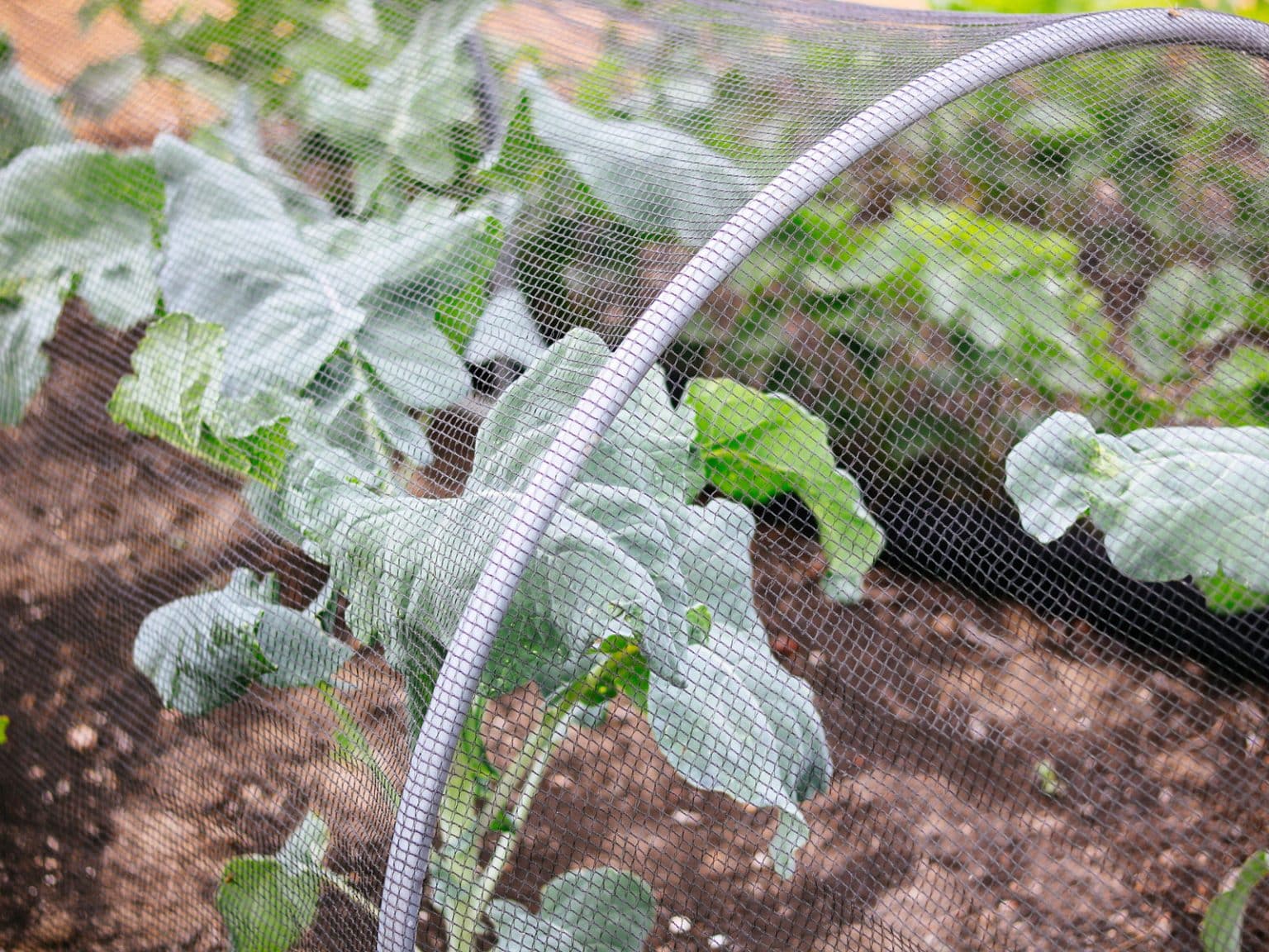 How to Keep Pests Away from the Cabbage Family (Without Sprays ...