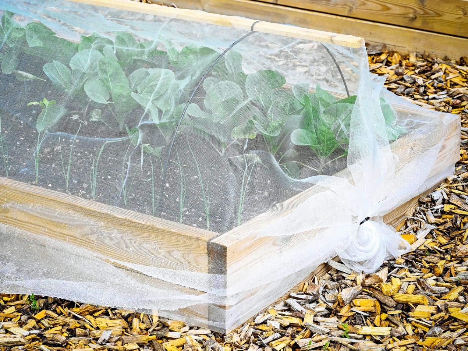 How to Keep Pests Away from the Cabbage Family (Without Sprays ...