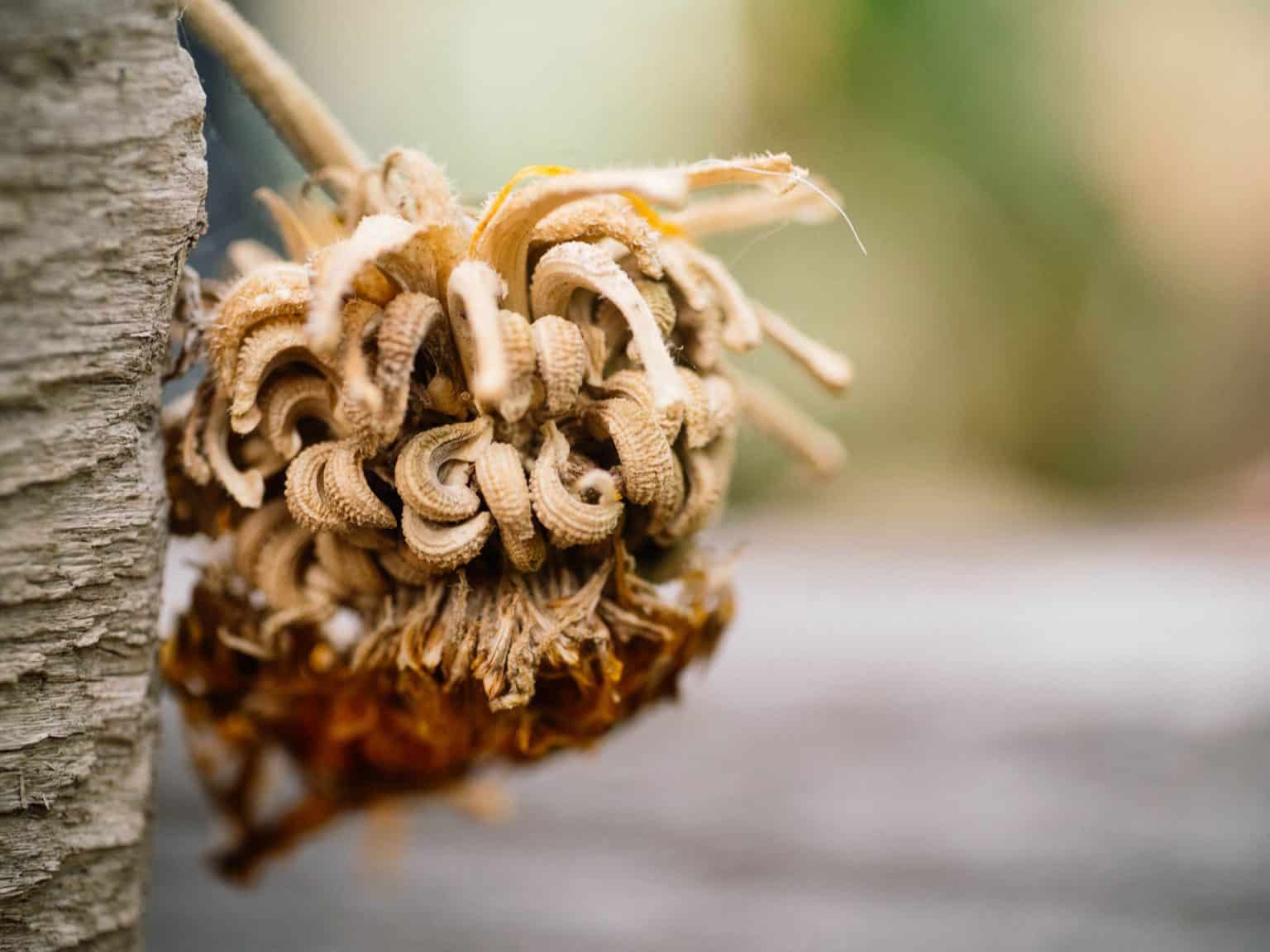 A Guide to Seeds That Need Light (or Total Darkness) to Germinate ...