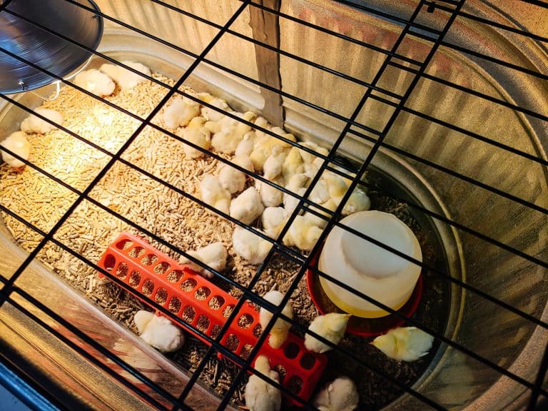 How to Raise Healthy Baby Chicks - Garden Betty