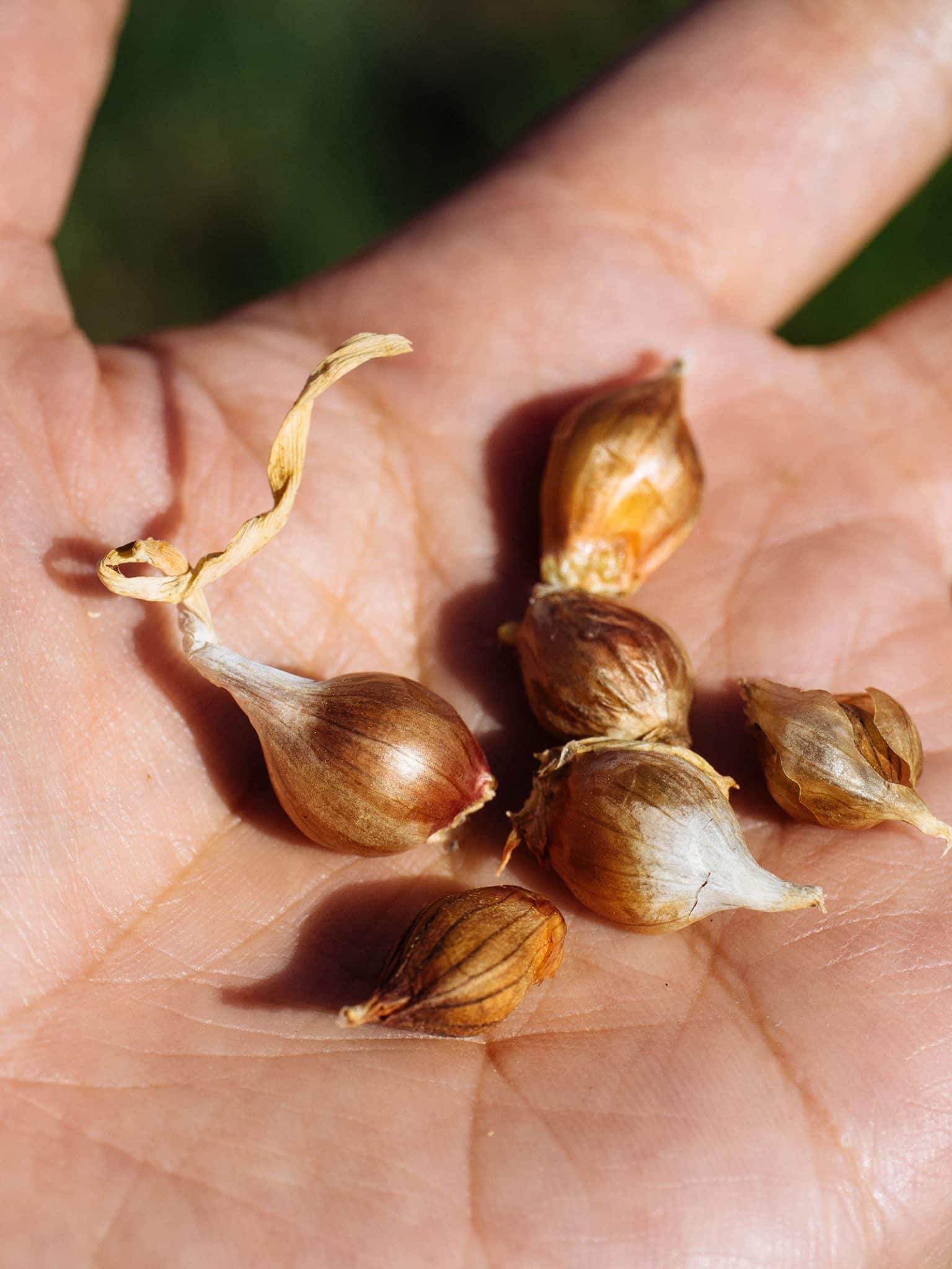 How to Grow Garlic From Seed (Bulbils) - Garden Betty