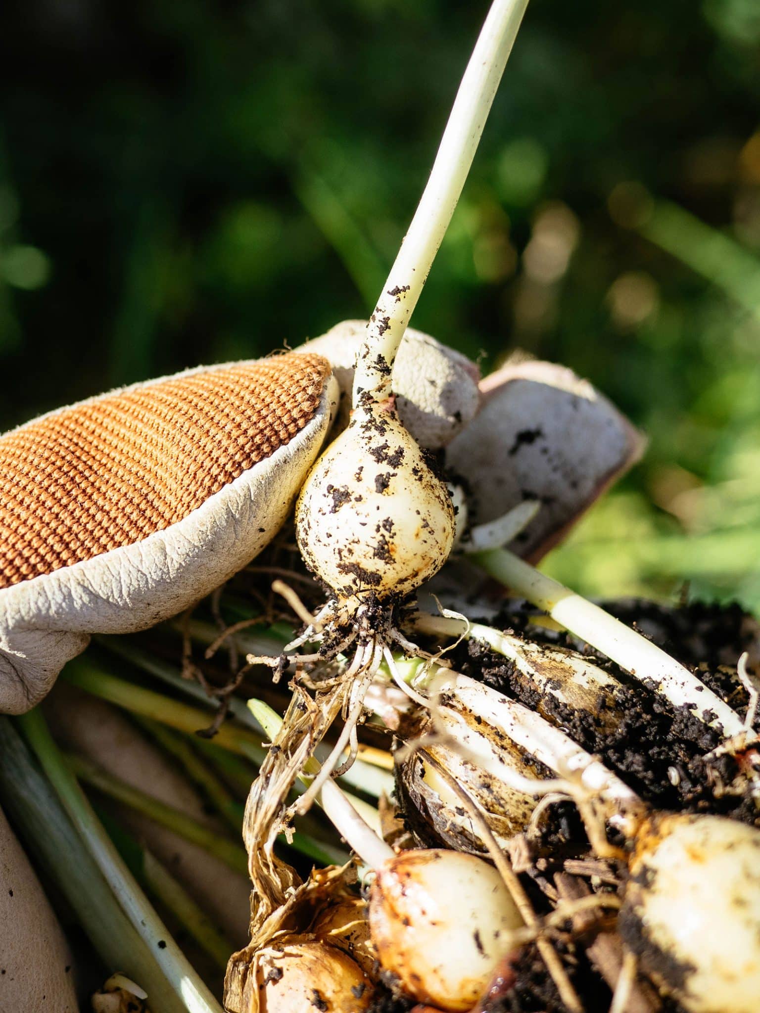 How to Grow Garlic From Seed (Bulbils) – Garden Betty