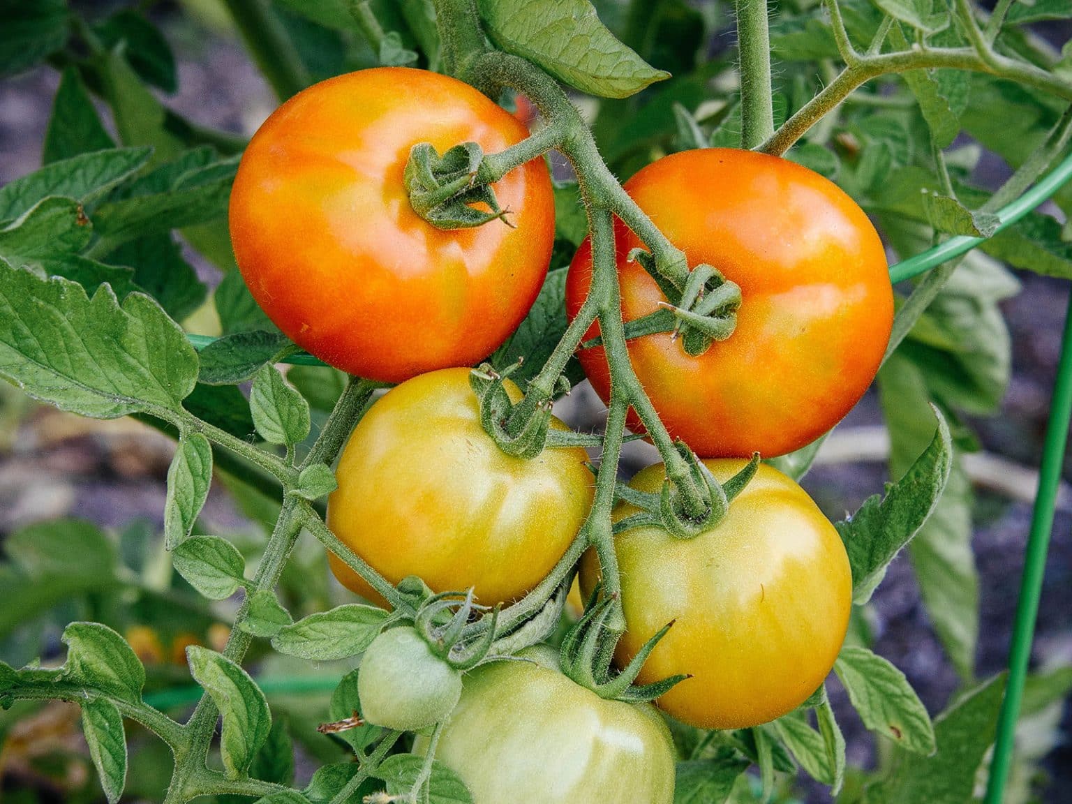 31 Heat-Set Tomato Varieties for Hot Climates – Garden Betty