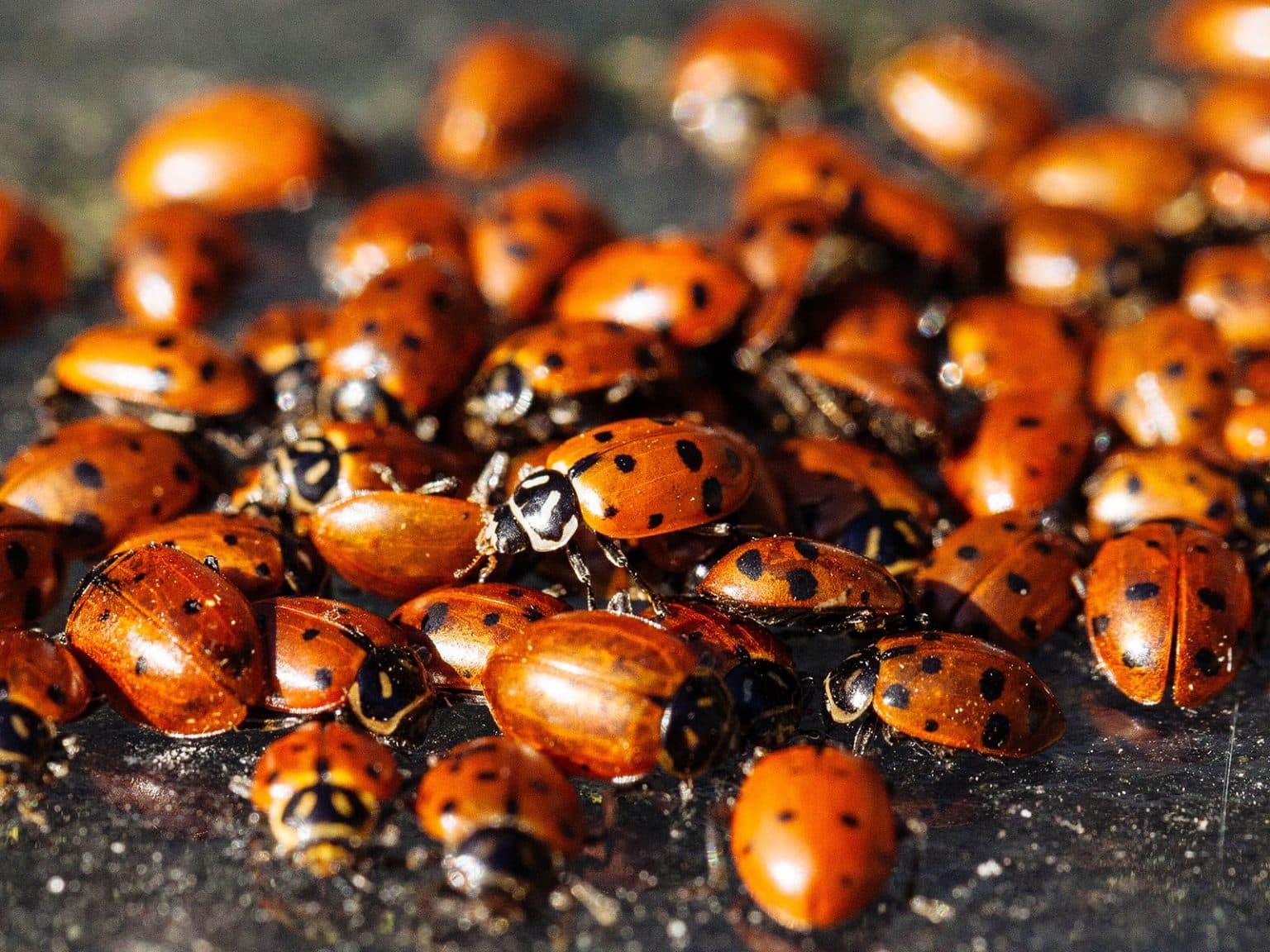 Buying and Releasing Ladybugs Is a Bad Idea—Here’s Why – Garden Betty