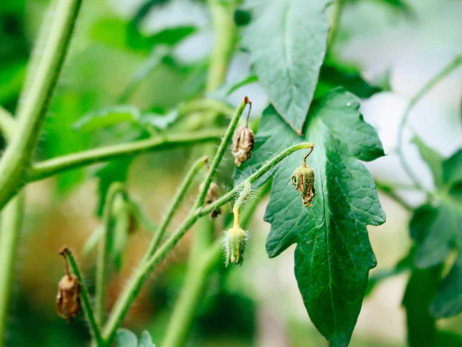 What To Do About Tomato Flowers Falling Off - Garden Betty