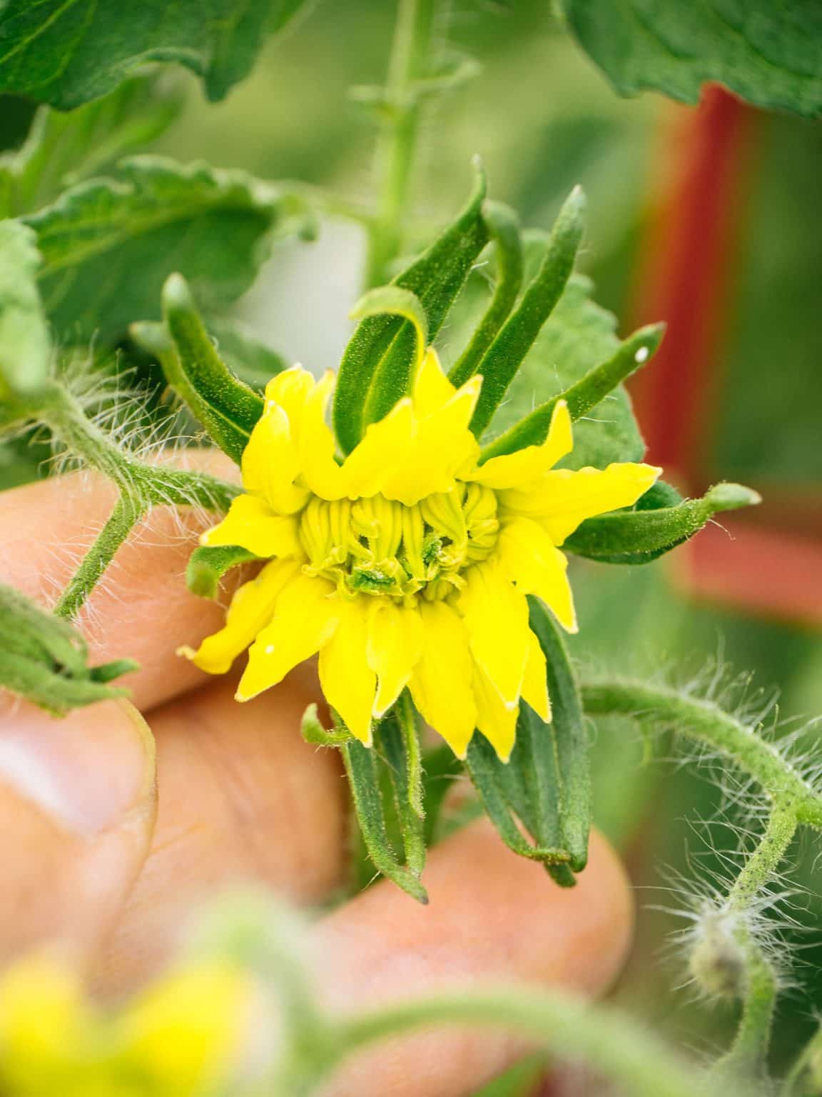 Weird-Looking Tomatoes? Why Catfacing Happens and What To Do About It ...