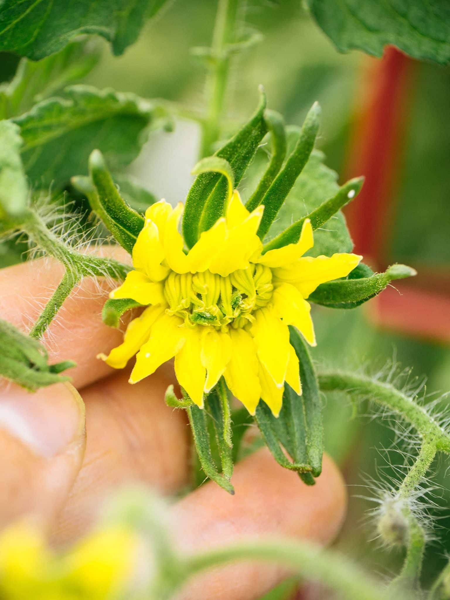 Weird-Looking Tomatoes? Why Catfacing Happens and What To Do About It ...