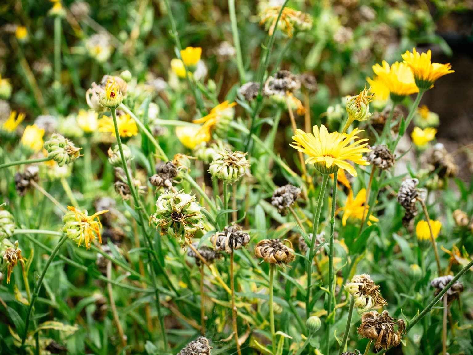 How to Deadhead Flowers for Big Blooms All Summer Long - Garden Betty