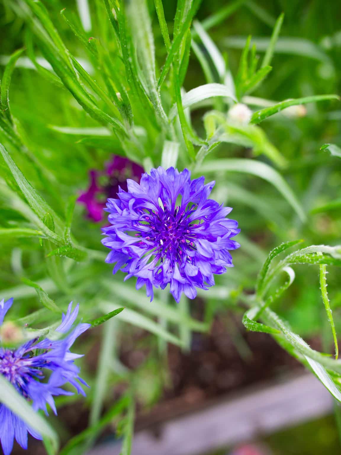 A Huge List of My Favorite Edible Flowers and What They Taste Like ...