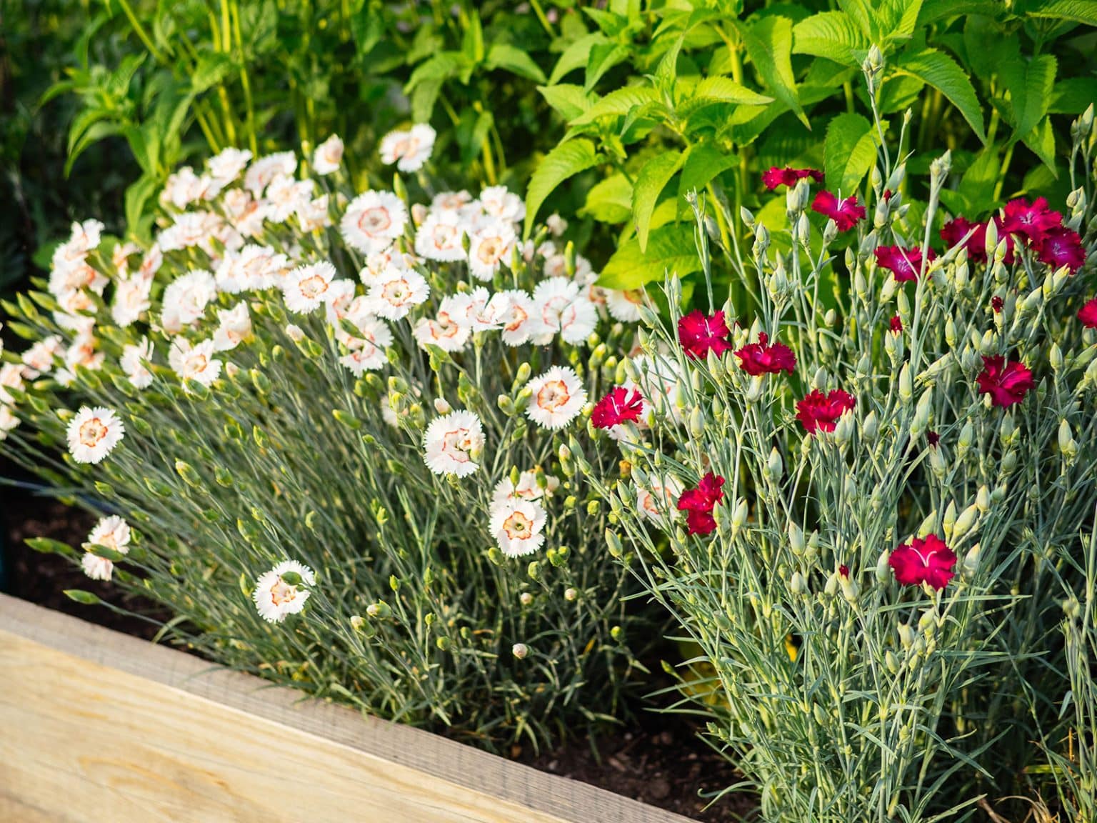 A Huge List of My Favorite Edible Flowers and What They Taste Like ...