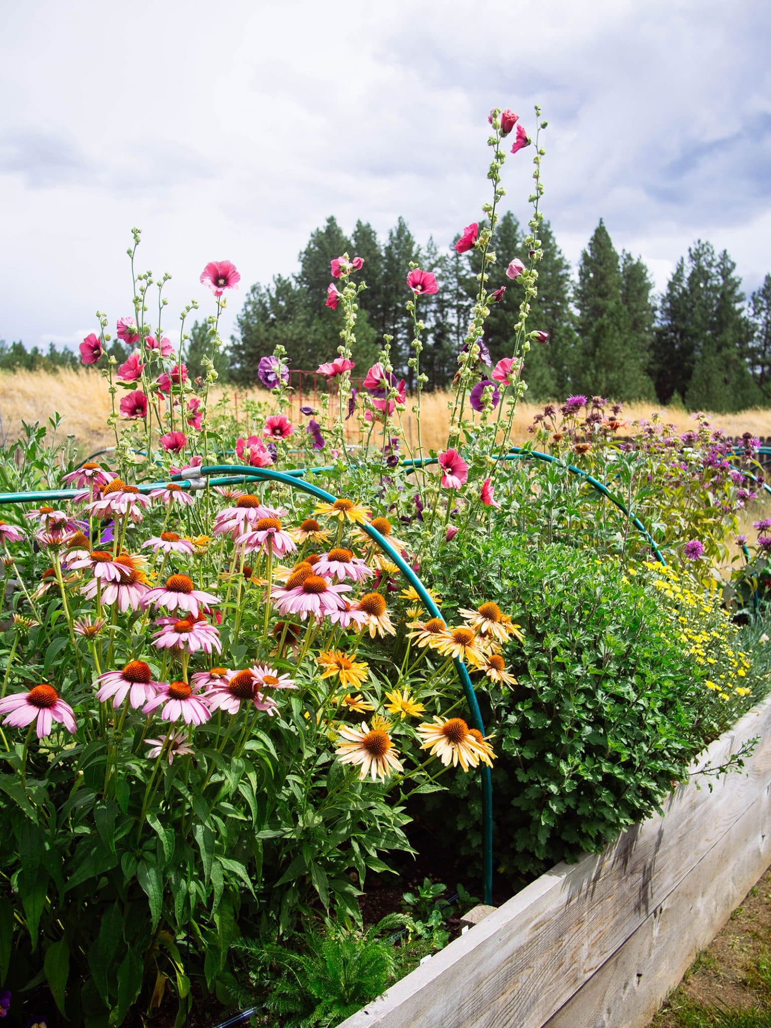 A Huge List of My Favorite Edible Flowers and What They Taste Like ...