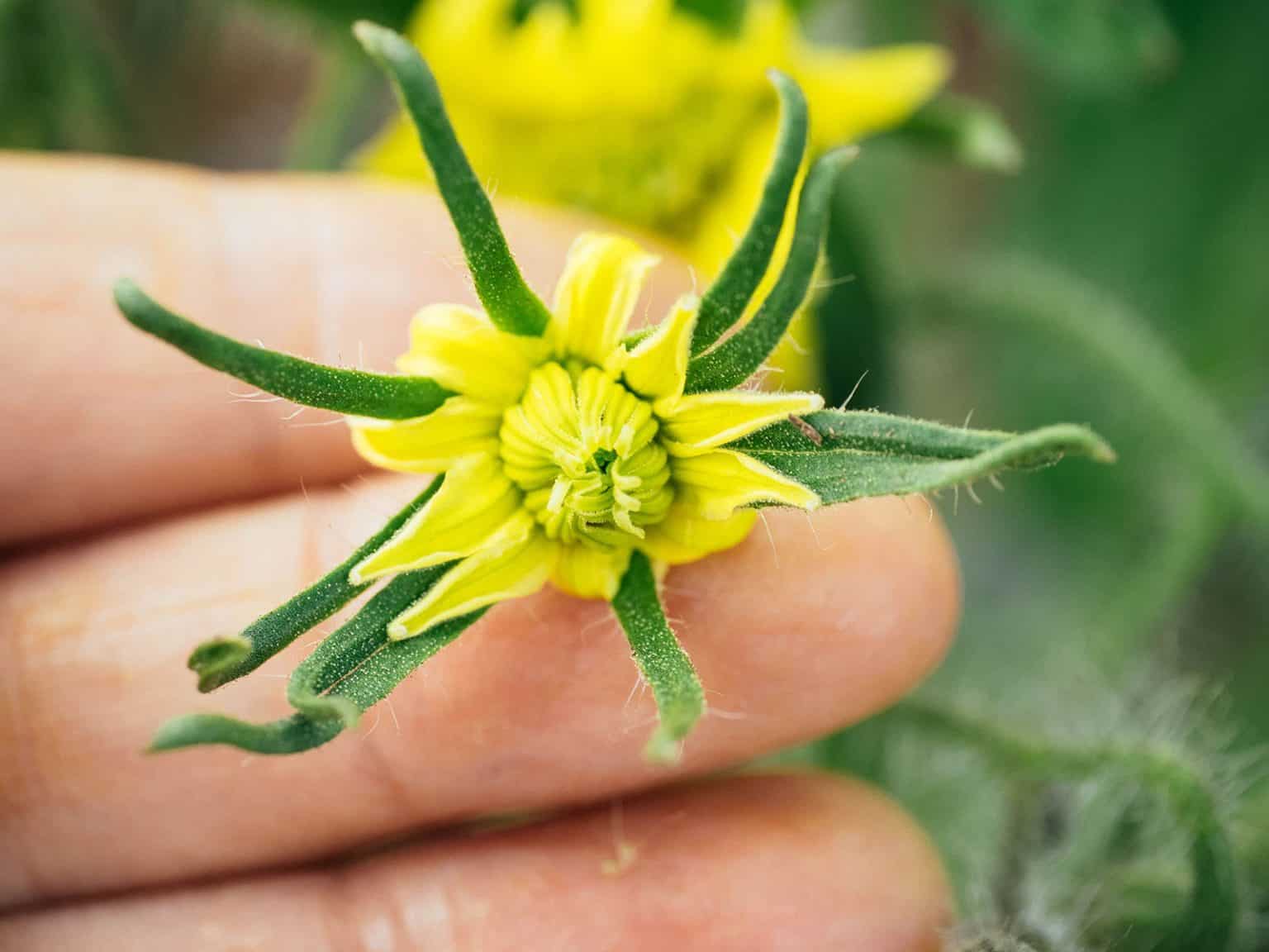 Tomato Megablooms: How and Why These Mutated Flowers Happen - Garden Betty