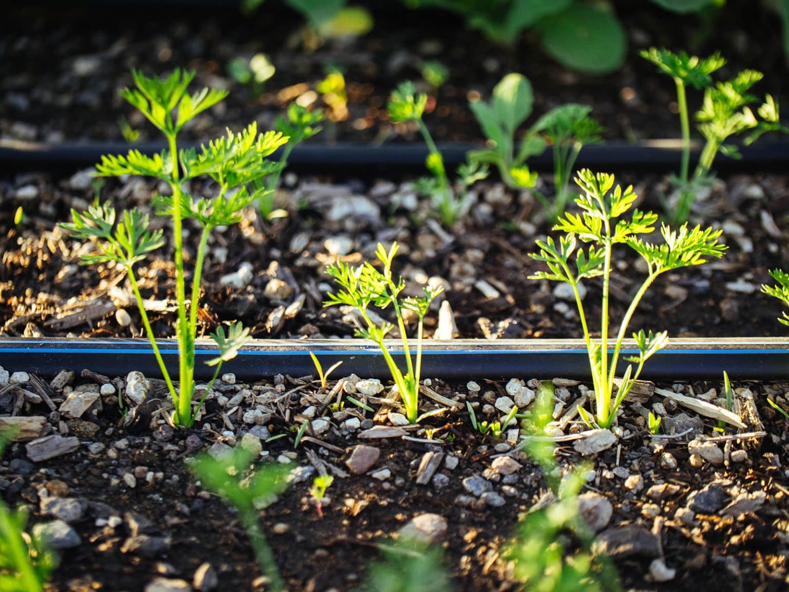 How to Fix 9 Common Carrot Growing Problems - Garden Betty