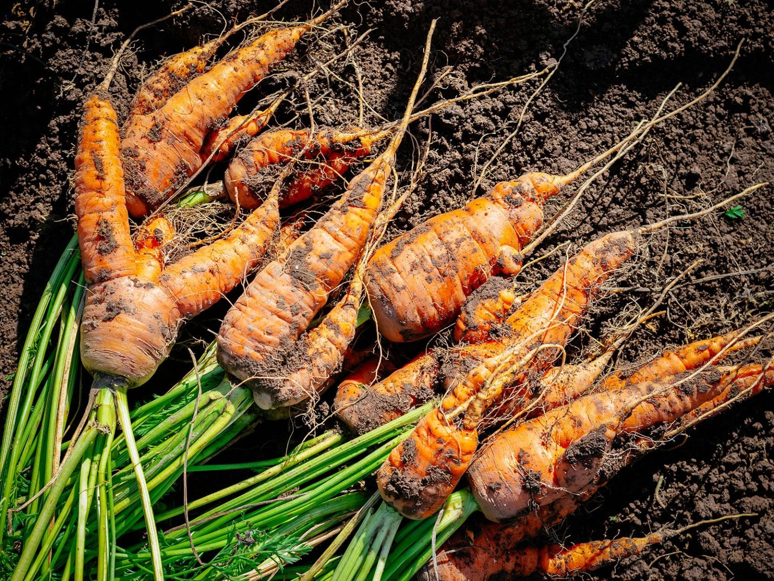 How to Fix 9 Common Carrot Growing Problems - Garden Betty