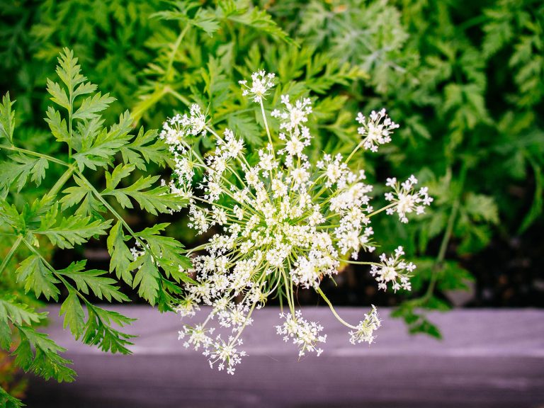 How to Fix 9 Common Carrot Growing Problems - Garden Betty